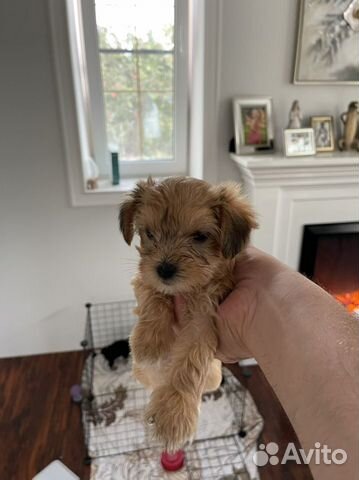 Йоркширский терьер морки