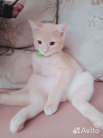 Шотландские прямоухие котята