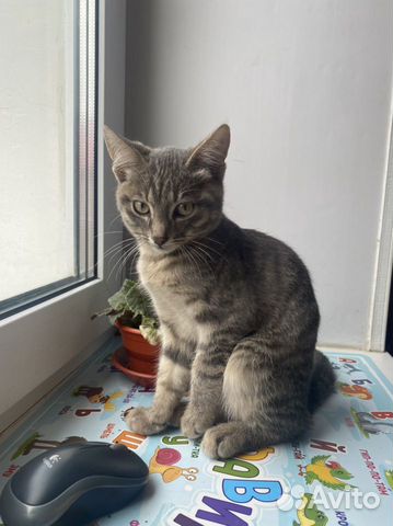 Нежнейший очаровательный котенок