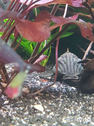 Сом панак, красный аниструс