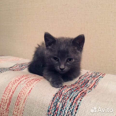 На половину британец