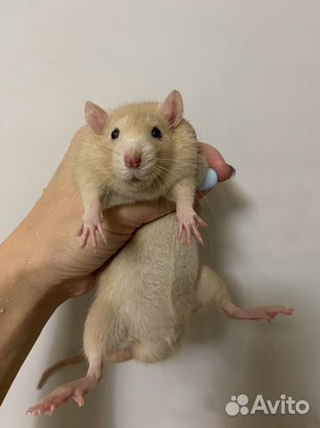 Крысята дамбо фавн