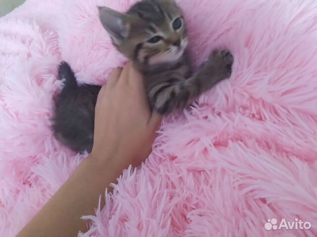 Котенок в добрые руки