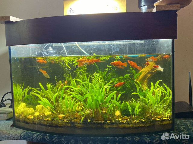 Аквариум