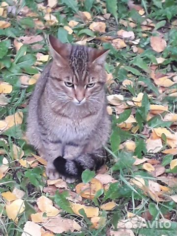 Потерянный домашний котик