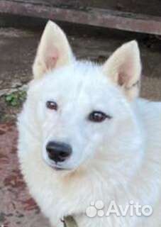 Молодой кобель лайка