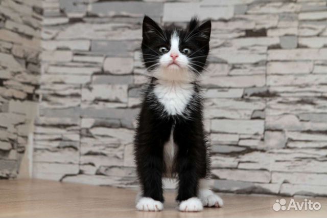 Котенок Арчи 2 мес