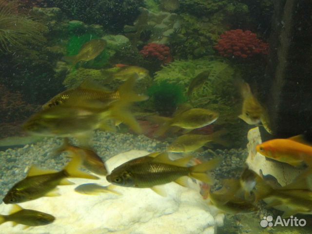 Живая рыба для пруда