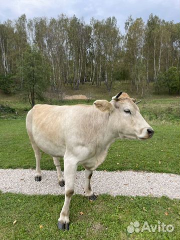 Корова