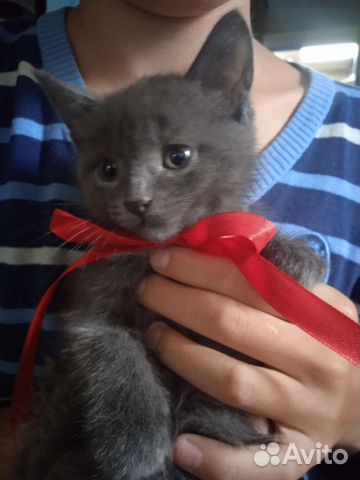 Котята