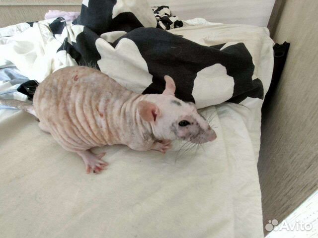 Крыса сфинкс и декоративная