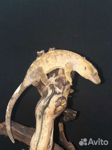 Бананоед (самка)