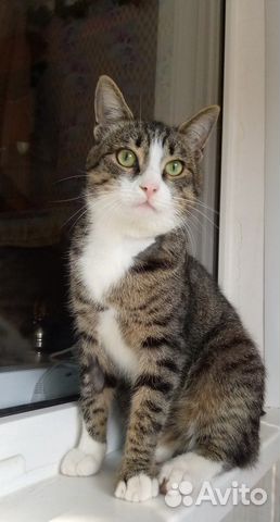 Котопес)
