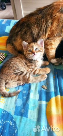 Кошки в добрые руки бесплатно