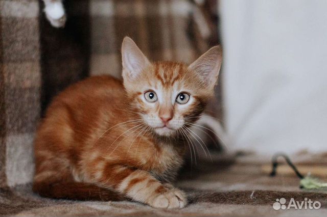 Мраморный яркий рыжик