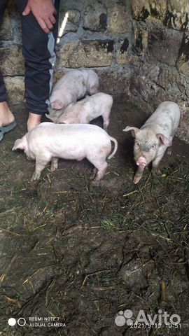 Поросенок большая белая