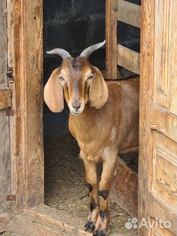 Козы козочки козёл