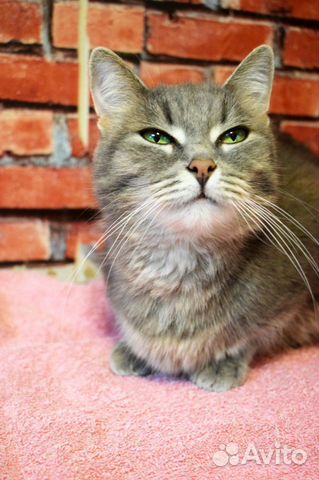 Кошка Алиса 2 года