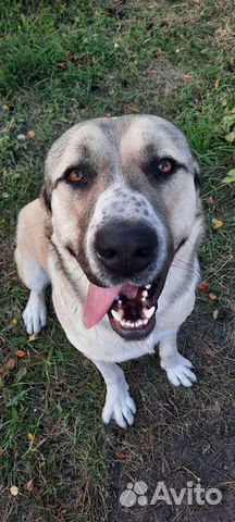 Собака алабай среднеазиатская овчарка