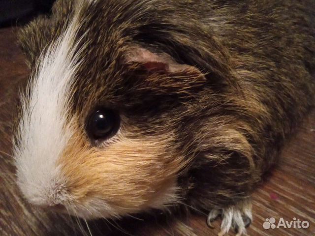 Вязка морских свинок