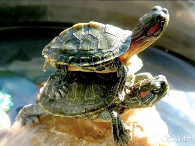 Красноухие черепахи (пара)