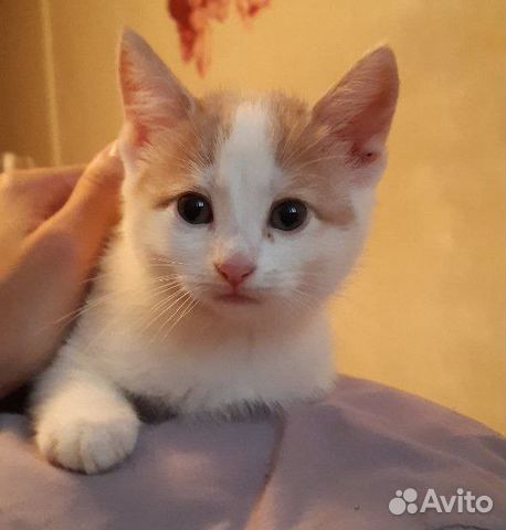 Бело-рыжая кошечка Бьянка