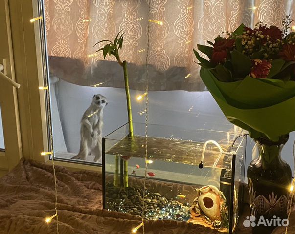 Сурикат Ричард