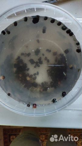 Ампулярии черничные