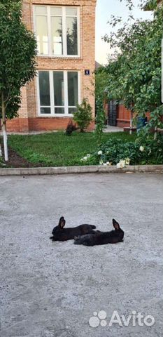 Домашний любимец