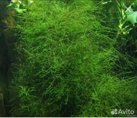 Аквариумное растение