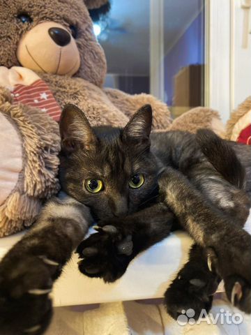 Кошка чернышка