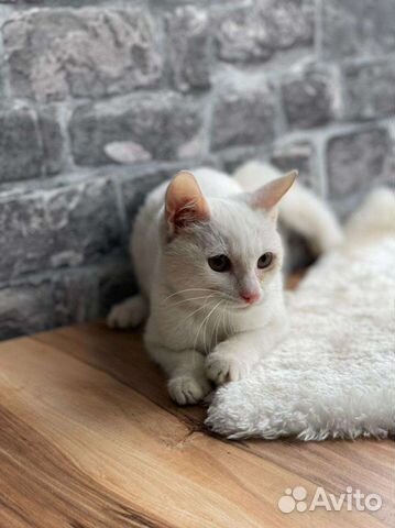 Белоснежная малышка (3 месяца) в добрые руки