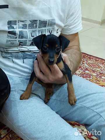 Цвергпинчер щенки (мини доберман)