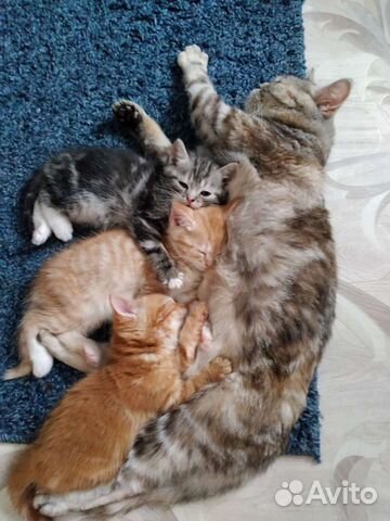Котята от британской кошки