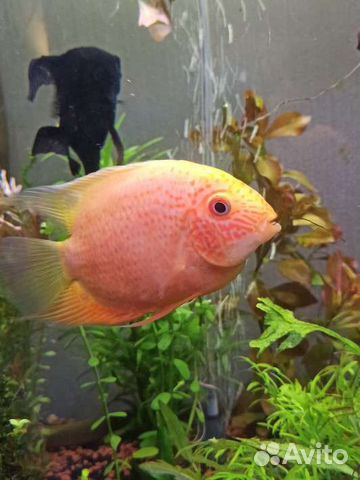 Пара цихлид, предположительно северум красноточечн