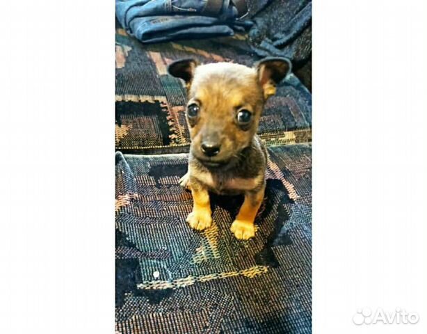 Щенок маленький девочка 1 месяц