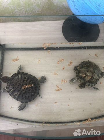 Черепахи красноухие, девочка Кира и мальчик Артем