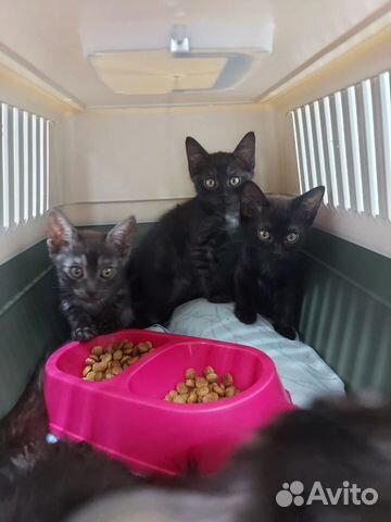 Котята помесь британца с обычной кошкой