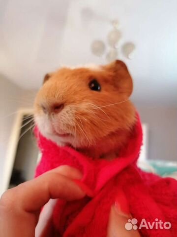 Вязка американский крестед морская свинка