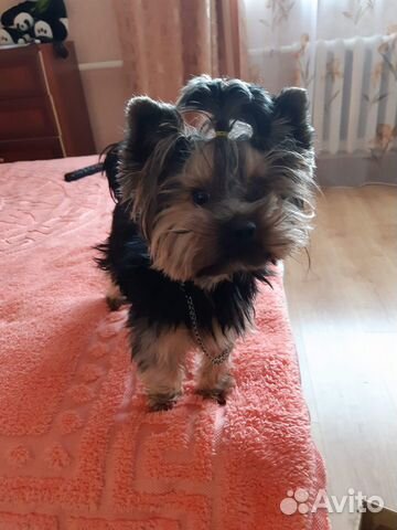 Йоркширский терьер