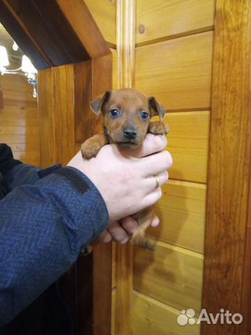 Цвергпинчер мальчик с документами