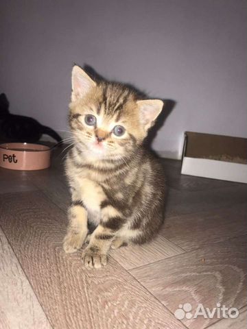 Кошки шотландцы