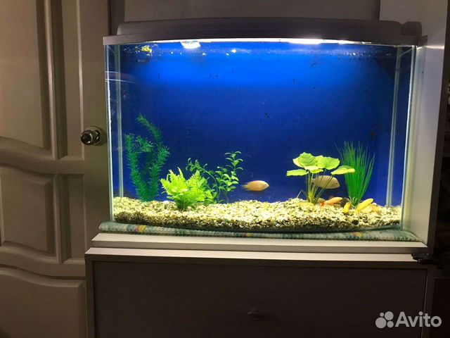 Аквариум телевизор aquaworld 100 л