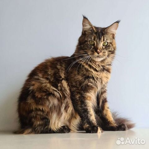 Подрощенная куночка