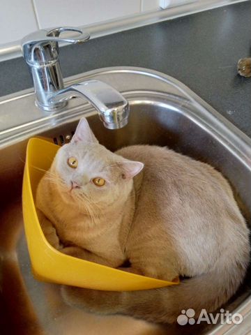 Британский котик 8 мес фавн