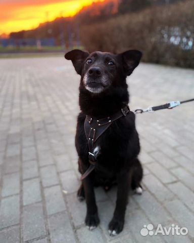 Пристраивается пёс по имени Космос