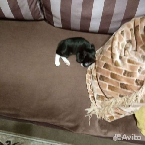 Котята в добрые руки бесплатно