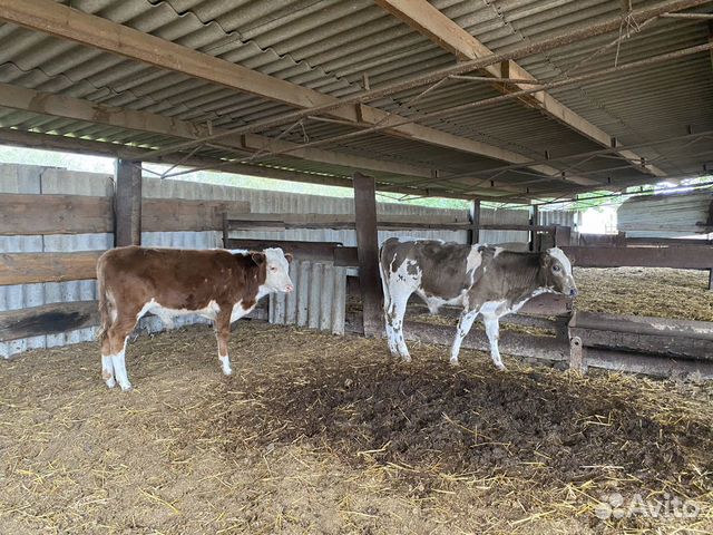 Продаются бычки