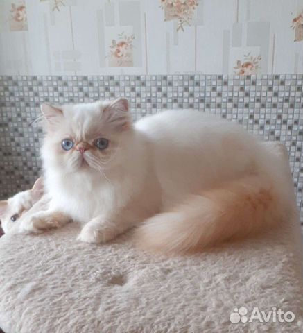 Персидский котенок ред-пойнт