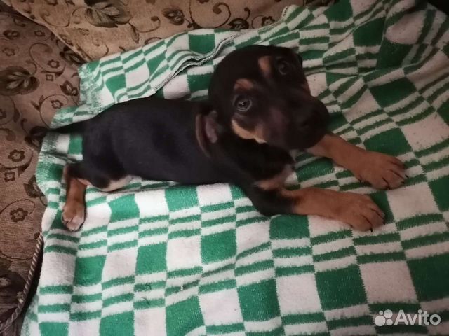 Такса